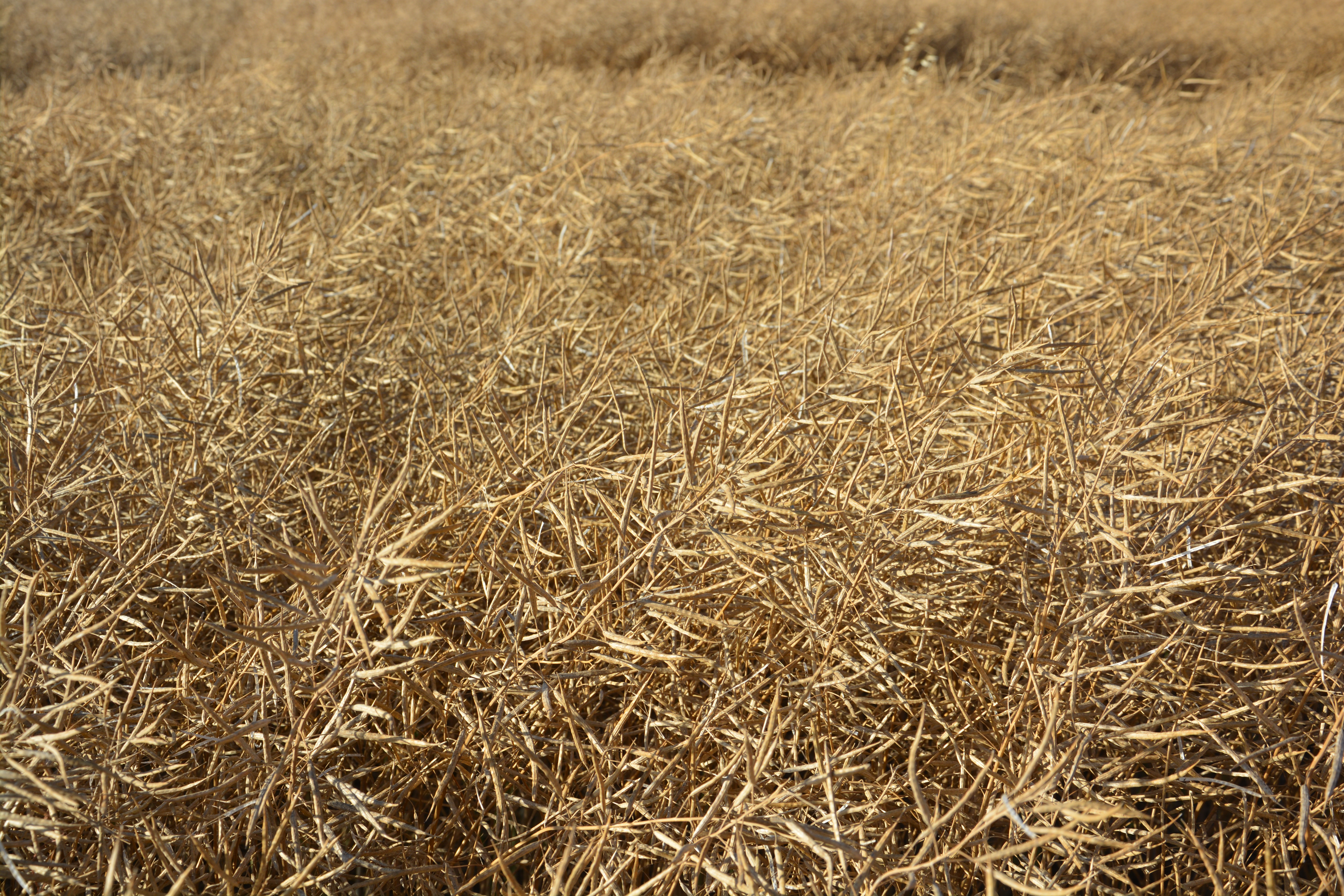 Insights detail Measuring Canola Pod Integrity with CROPLAN - WinField ...