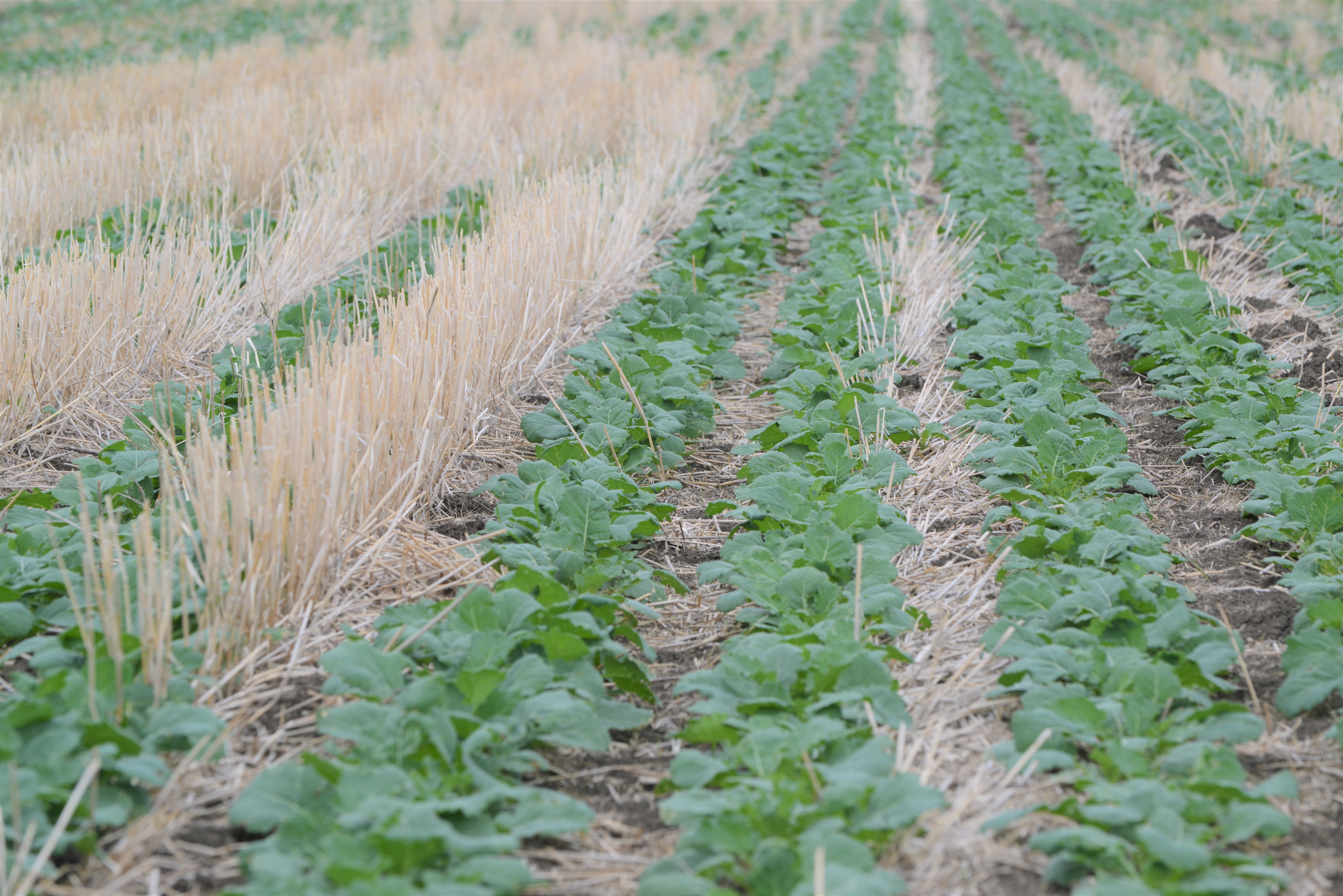 Insights detail The Seedling Protection Dream Team - Helix® Saltro ...